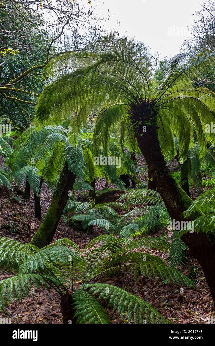 Tree ferns (Dicksonia antarctica), Trewidden Garden, Penzance, Cornwall ...