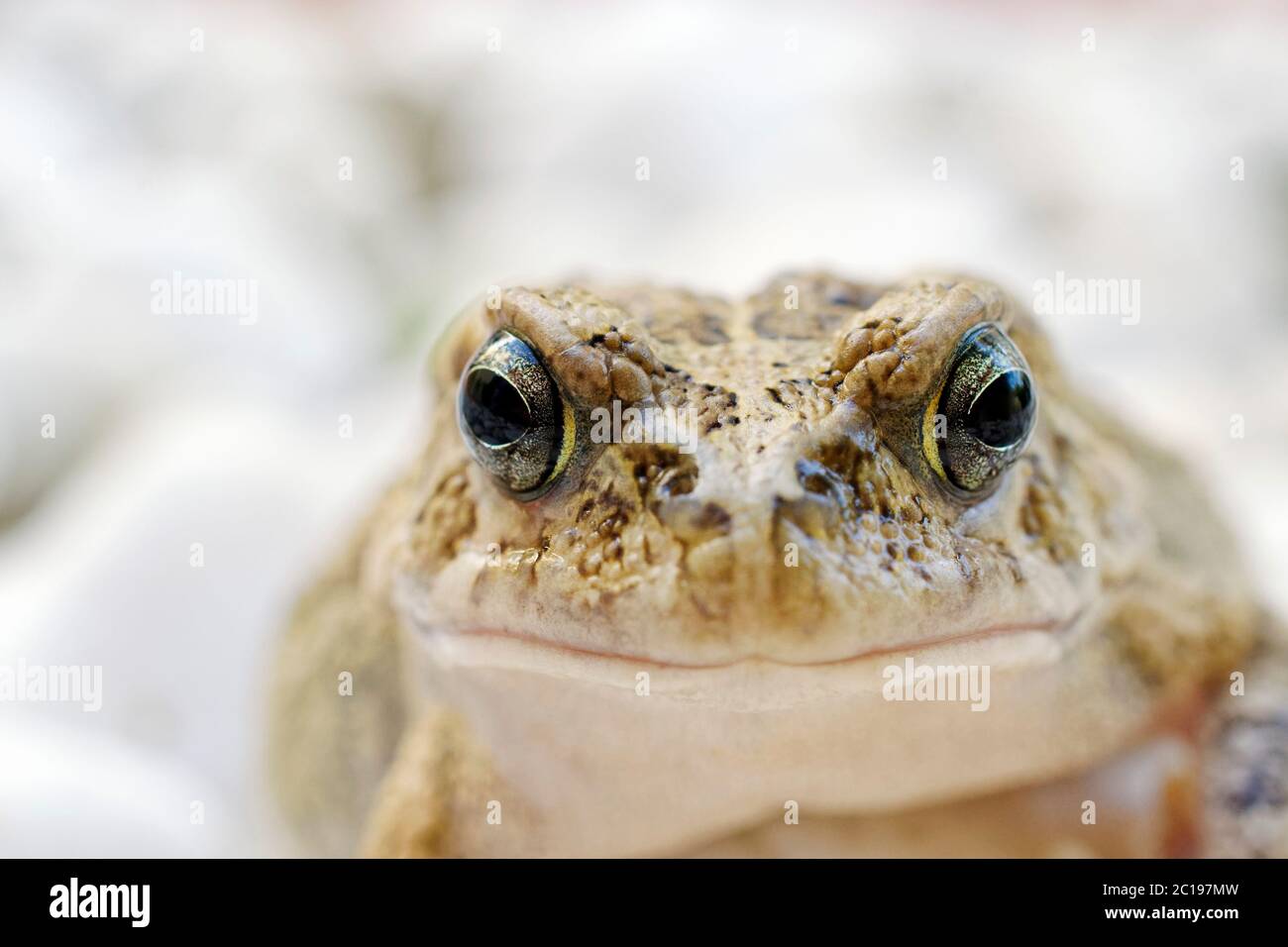 Amietophrynus gutturalis hi-res stock photography and images - Alamy