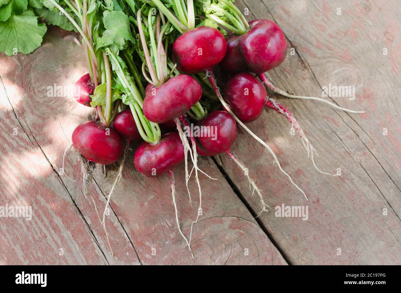 Garden red radish on wooden table hi-res stock photography and images ...