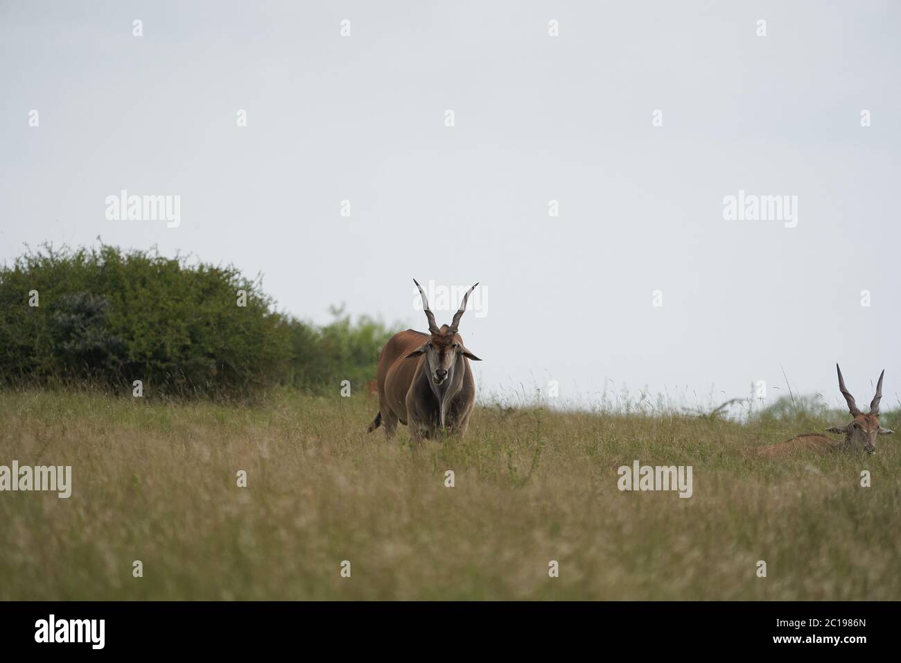 Common eland Taurotragus oryx also known as southern eland or eland ...