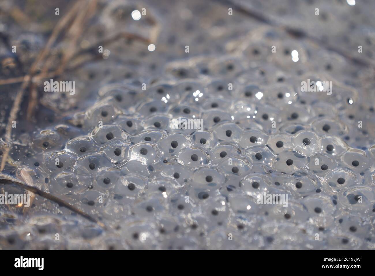 Frog Toad Spawn Texture Macro Bright Mountain Light Stock Photo - Alamy