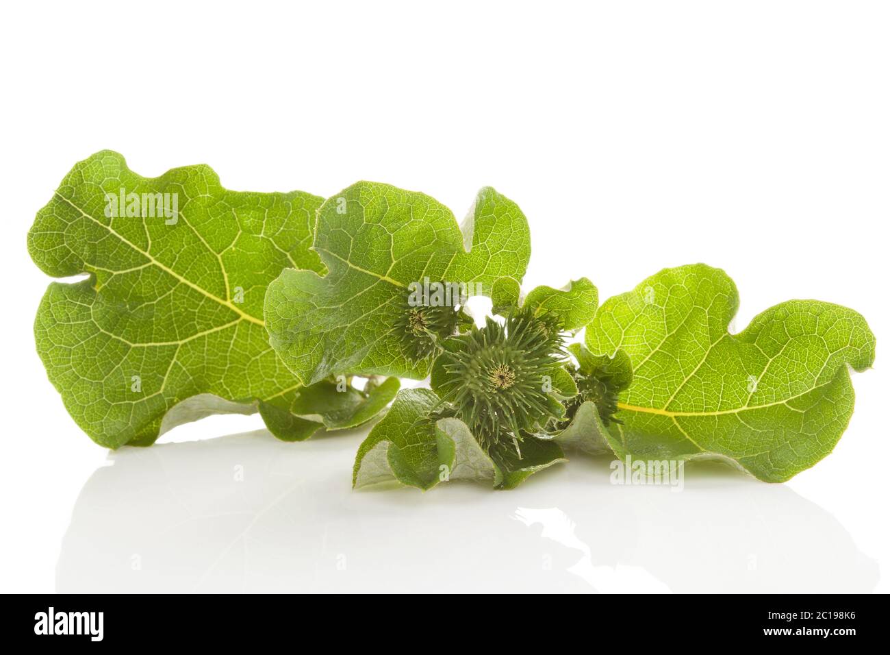 Plant burdock hi-res stock photography and images - Alamy