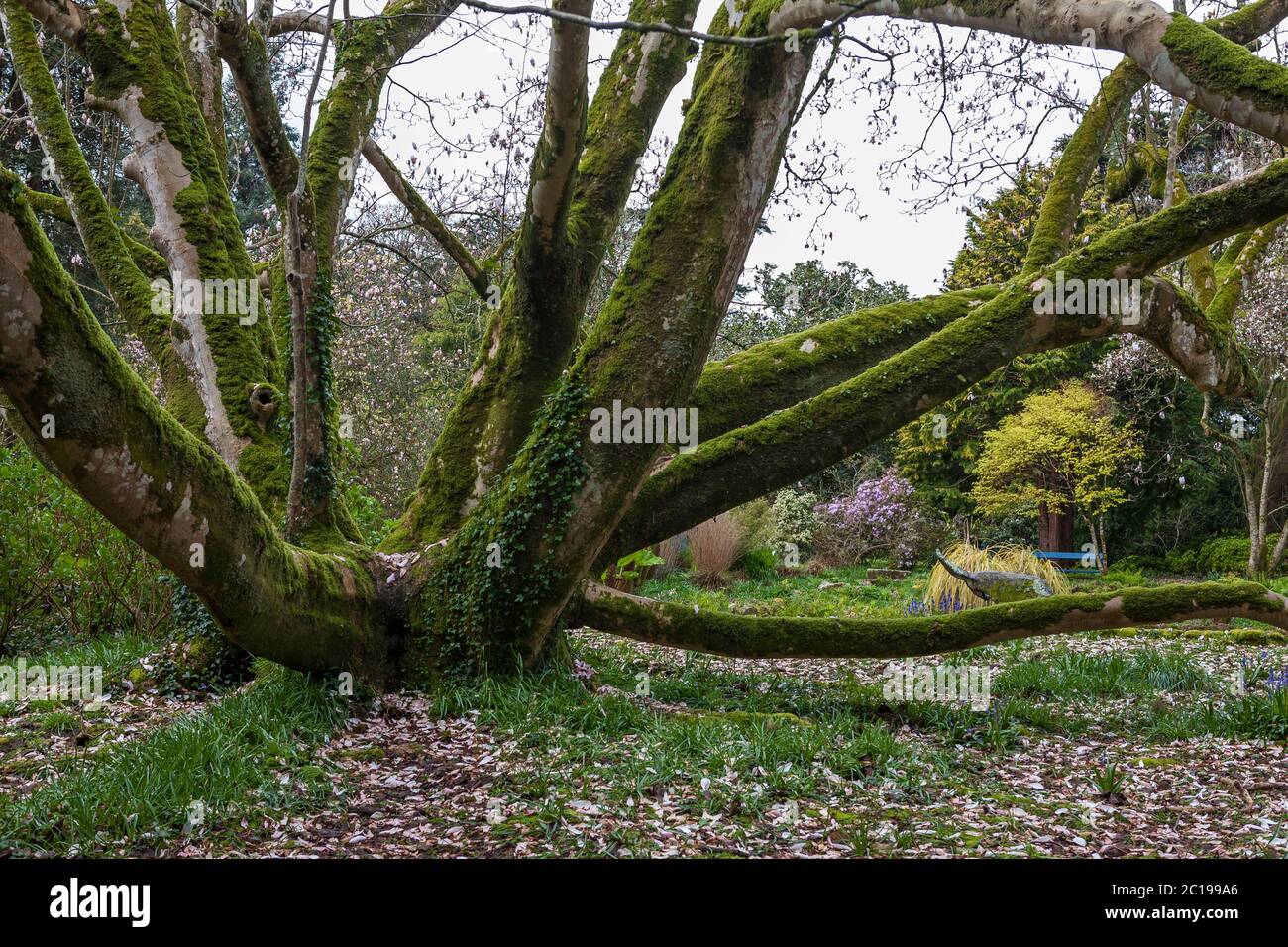 Magnolia x veitchii 'Peter Veitch', champion tree, Trewidden Garden ...