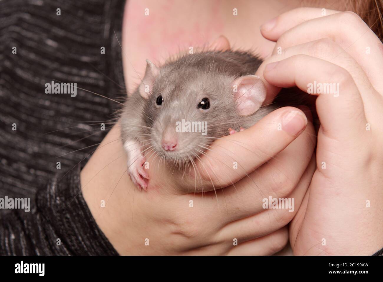 Grey rat hi-res stock photography and images - Alamy