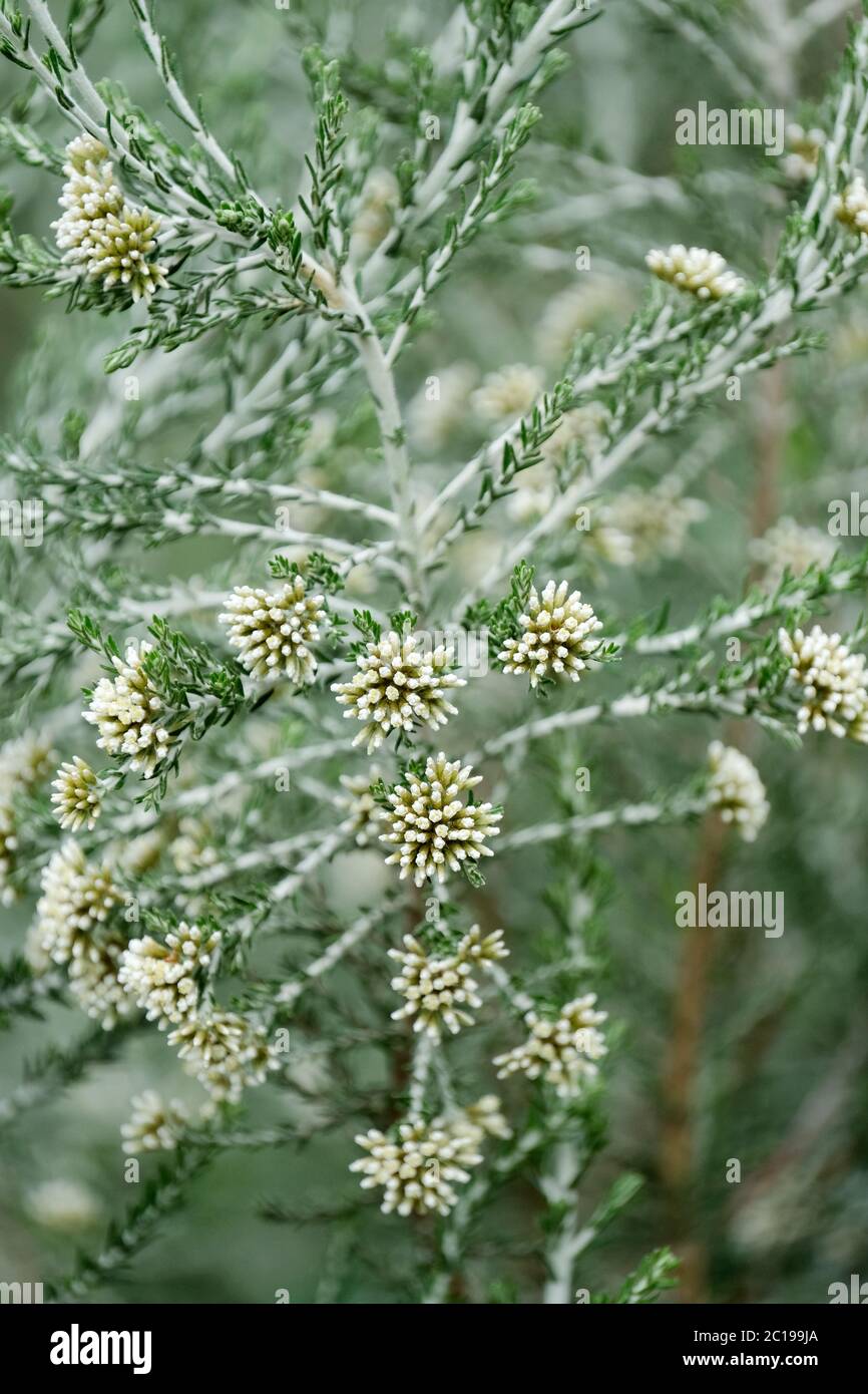 Ozothamnus sussex silver hi-res stock photography and images - Alamy