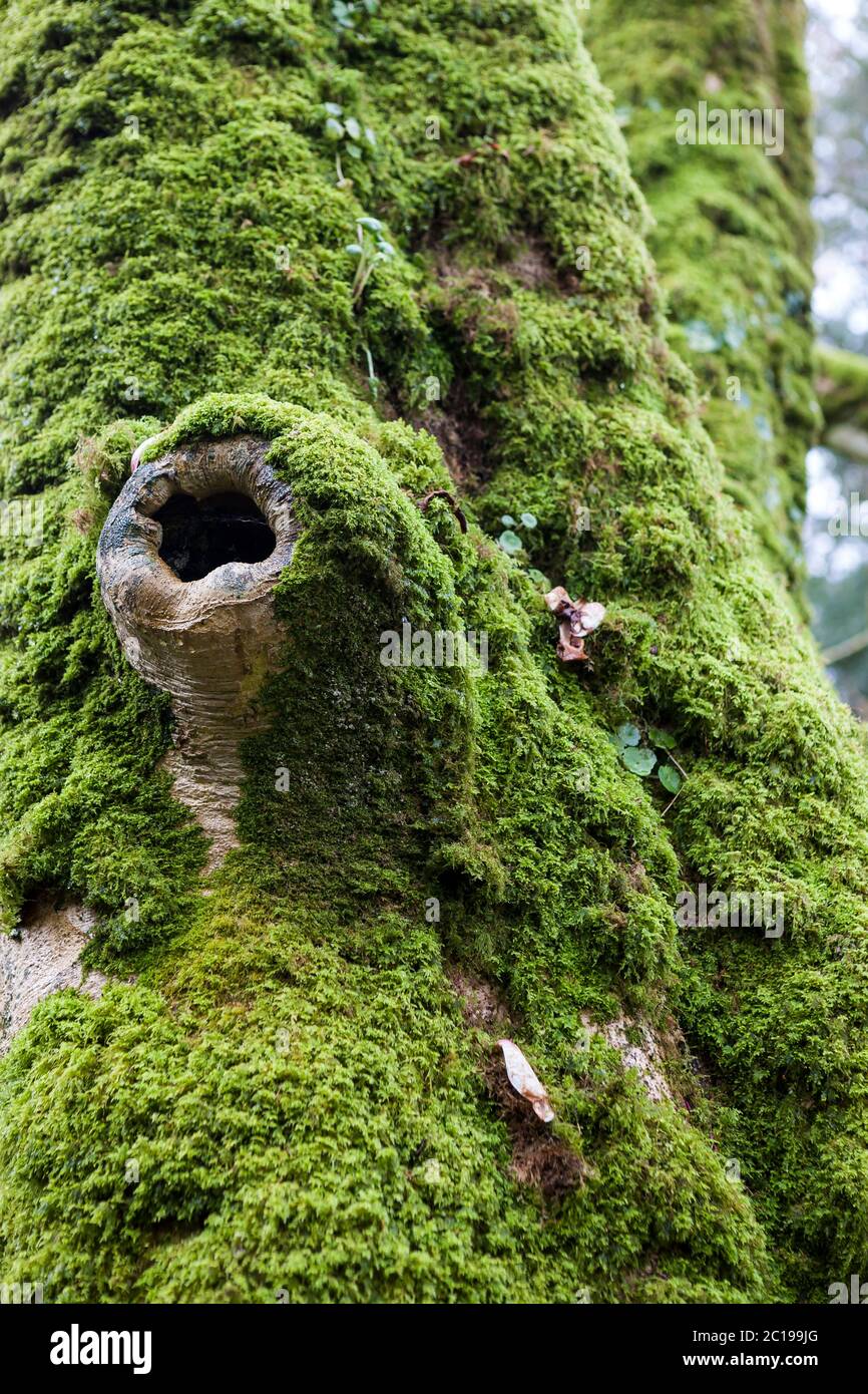 Close-up of moss on a tree trunk, Trewidden Garden, Penzance, Cornwall ...