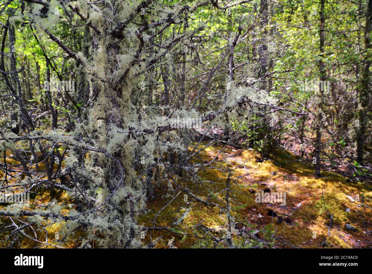Lichen usnea hanging on tree hi-res stock photography and images - Alamy