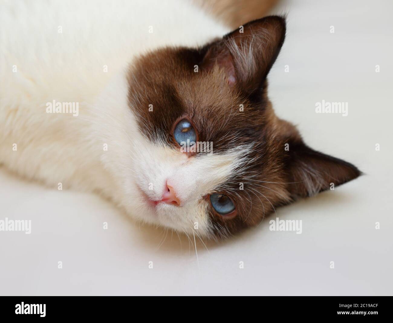 Snowshoe cat hi-res stock photography and images - Alamy