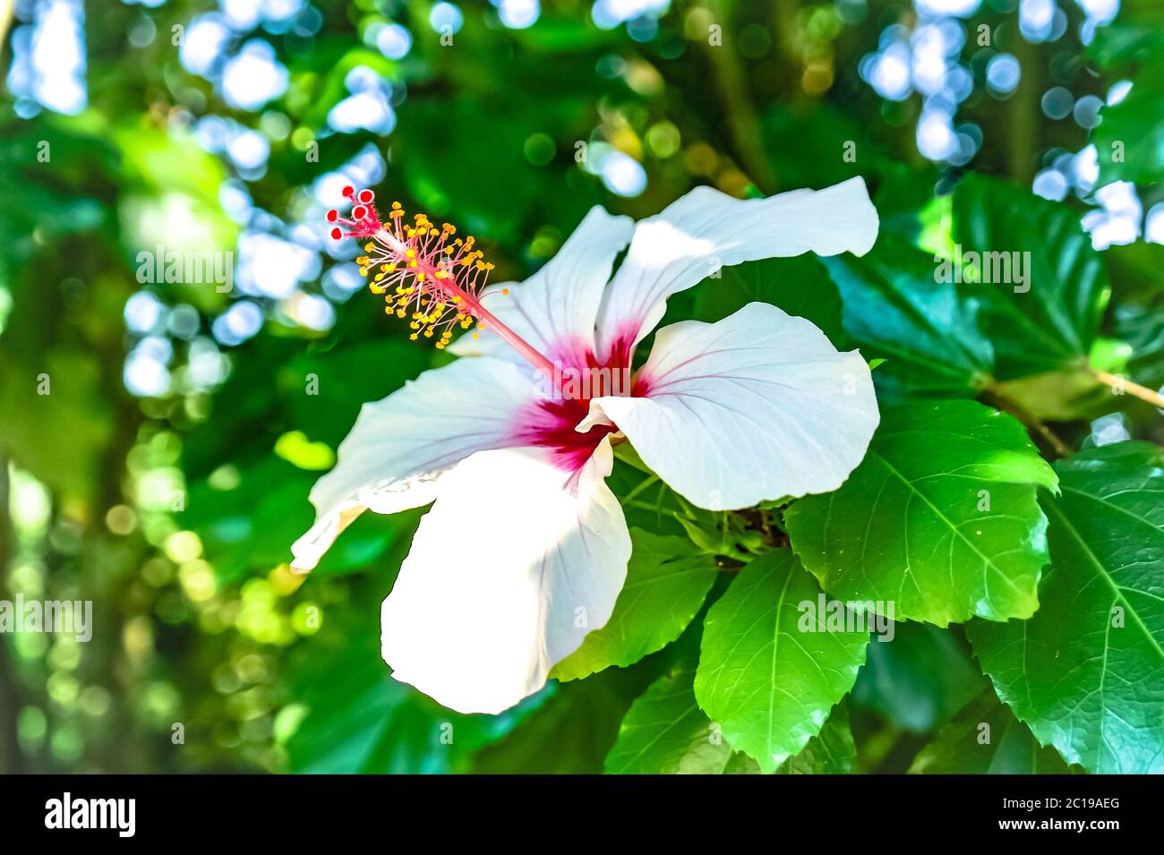 White Hibiscus Flower Stock Photo - Alamy