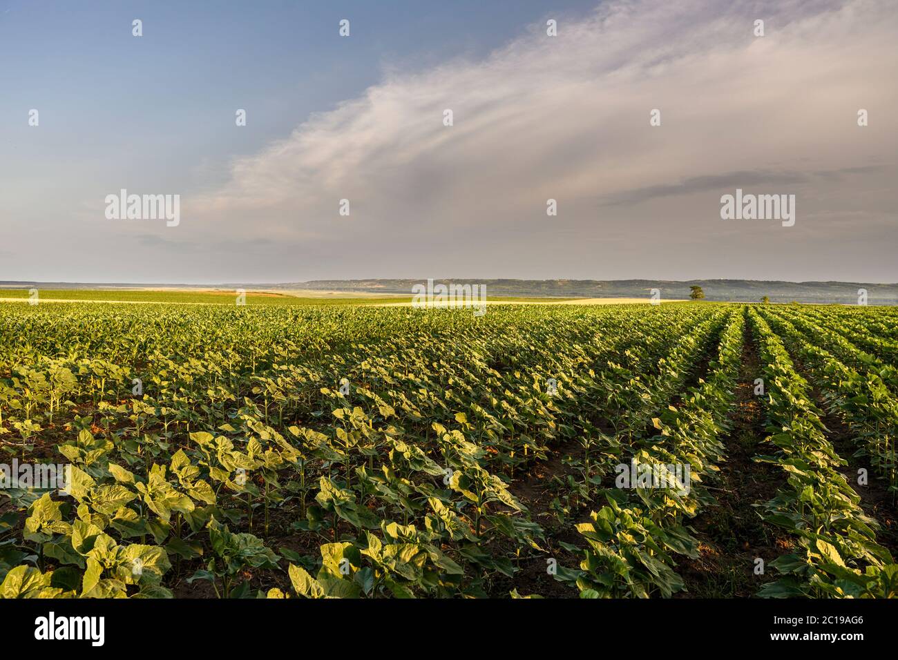 Open young sunflowers field at sunset.Corn field Stock Photo - Alamy
