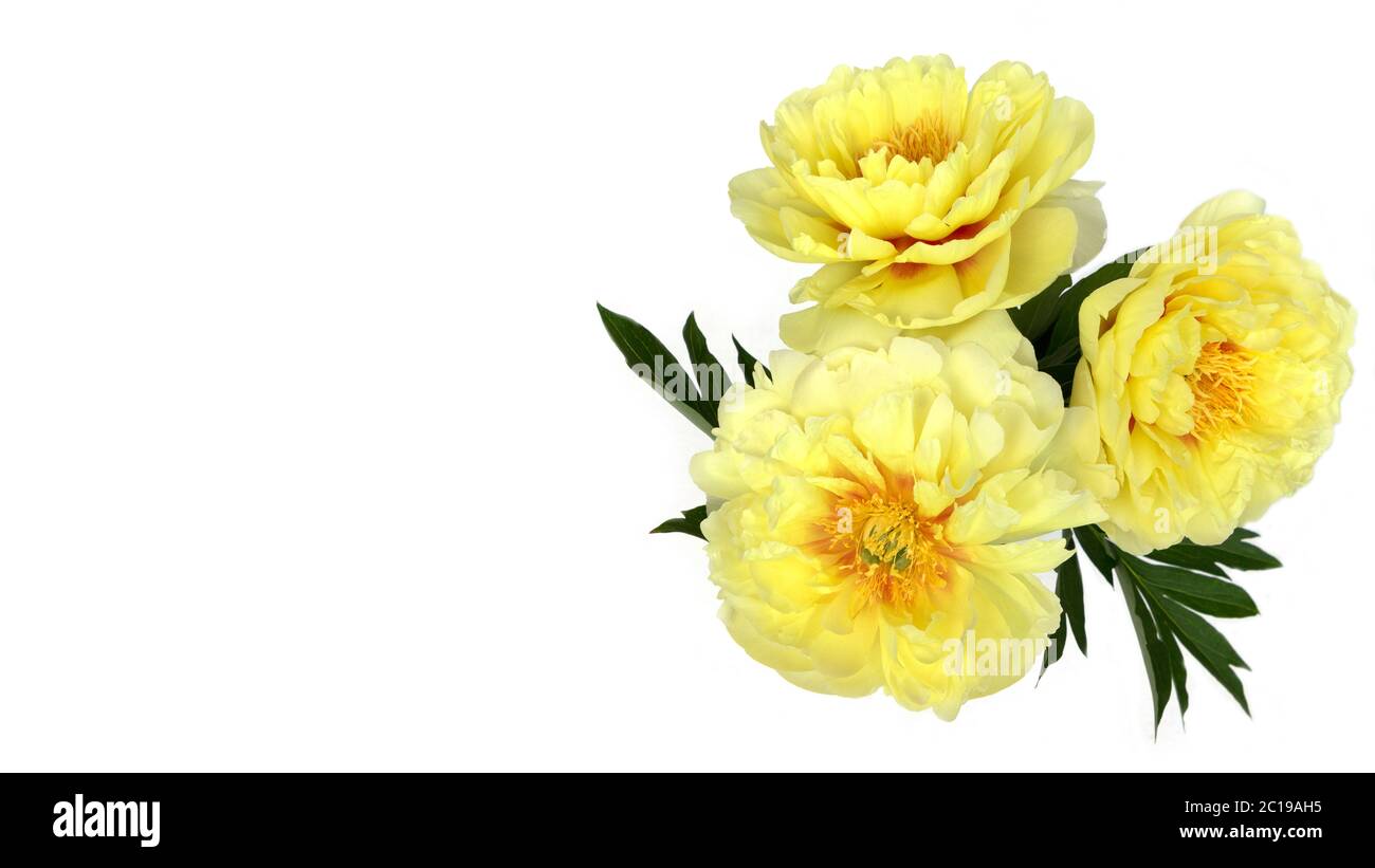 Yellow peonies hi-res stock photography and images - Alamy