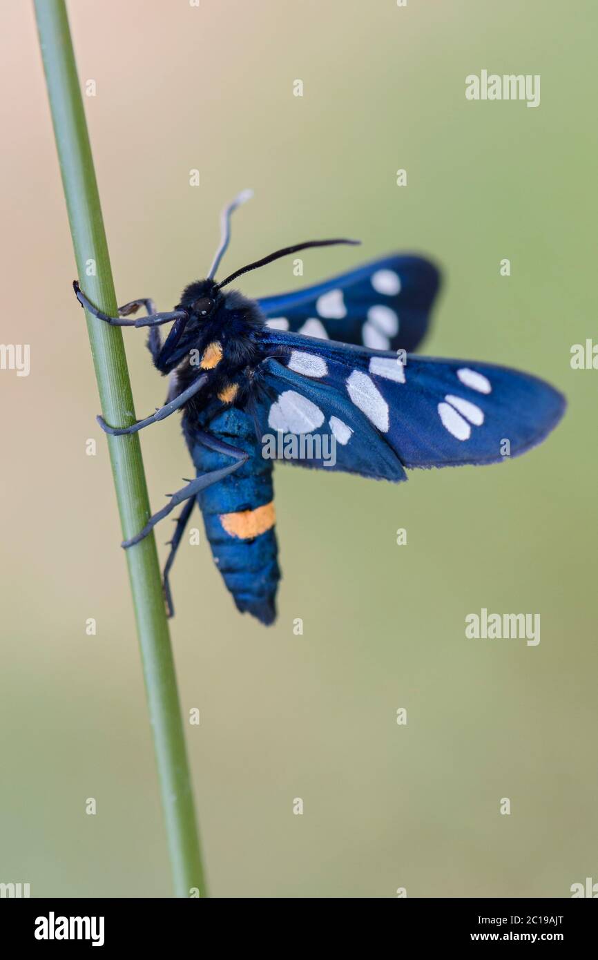 Nine-spotted moth - Amata phegea, beautiful colored moth from European ...