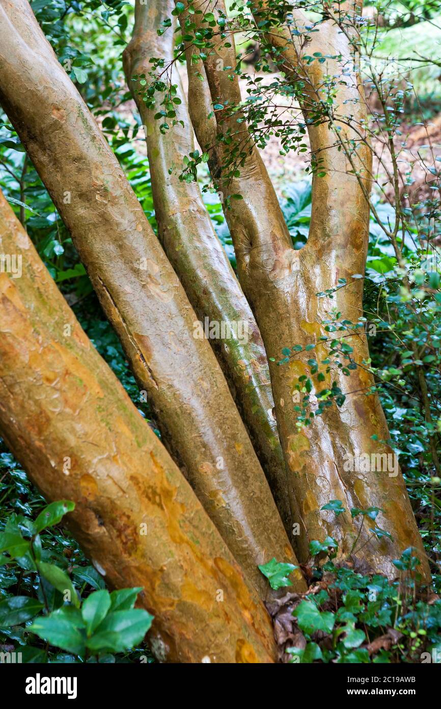 Luma apiculata hi-res stock photography and images - Alamy