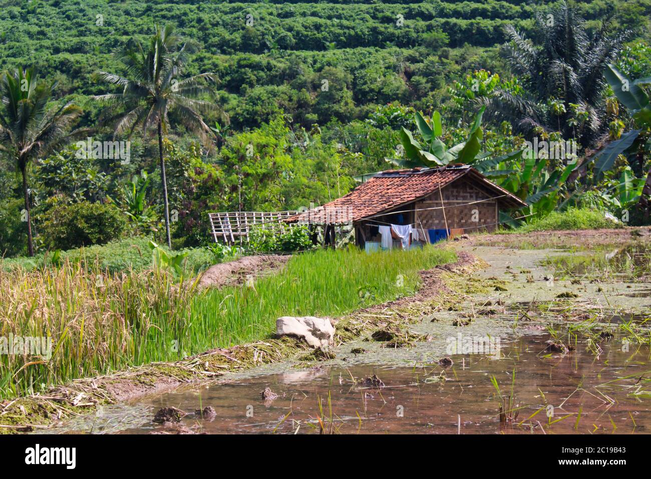 Landscape of paddy fields in the southern part of Sukabumi, West java ...