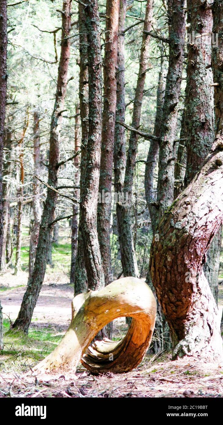 Dancing forest hi-res stock photography and images - Alamy