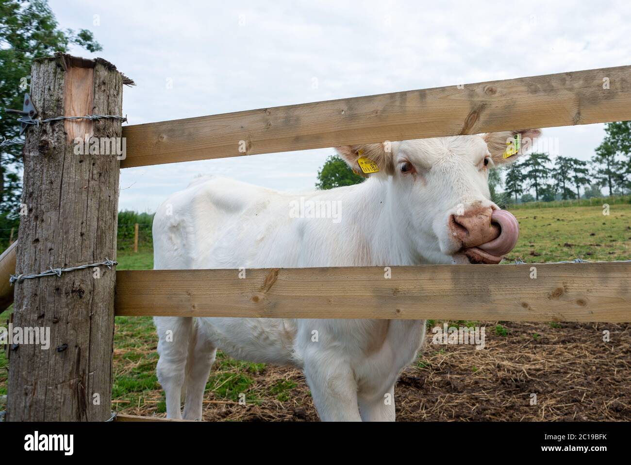 White cow licking its lips and looking through a fence Stock Photo - Alamy