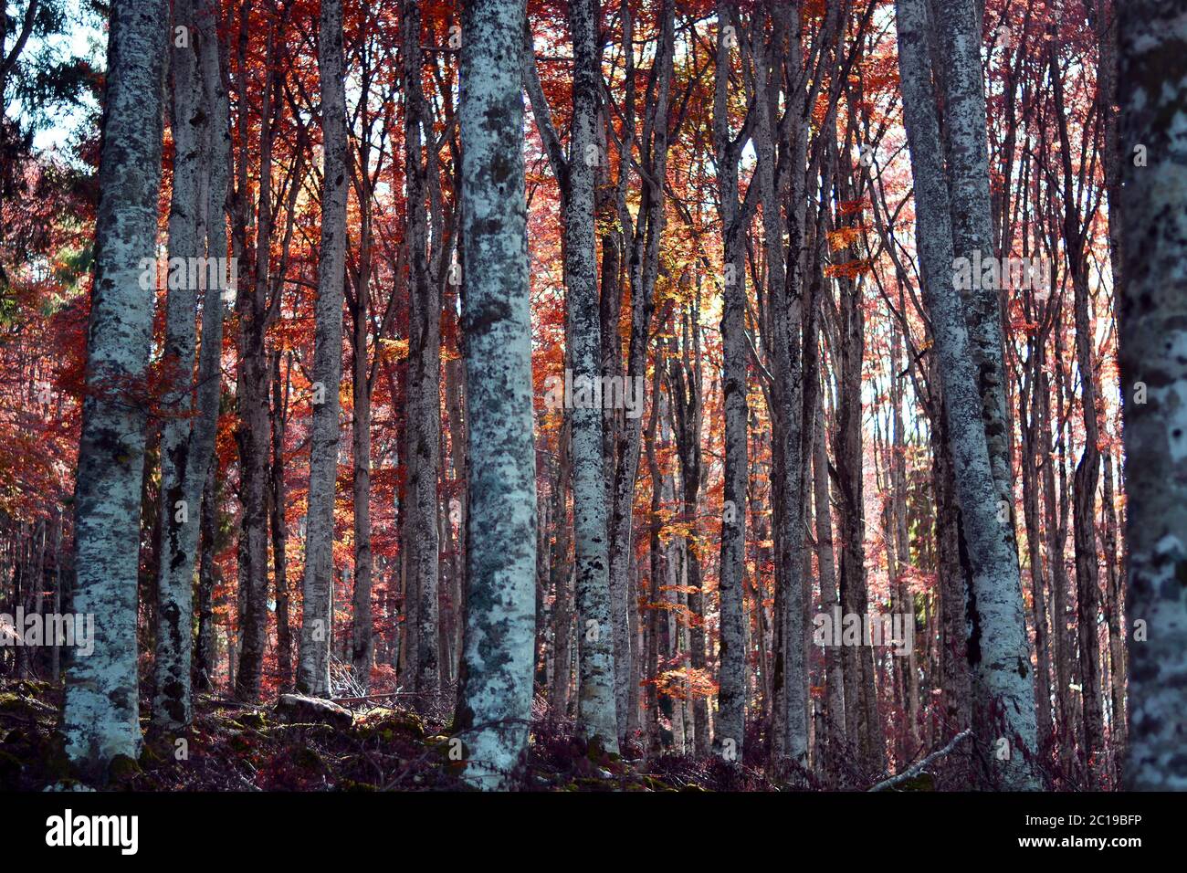the beautiful forest with the colors of autumn Stock Photo - Alamy