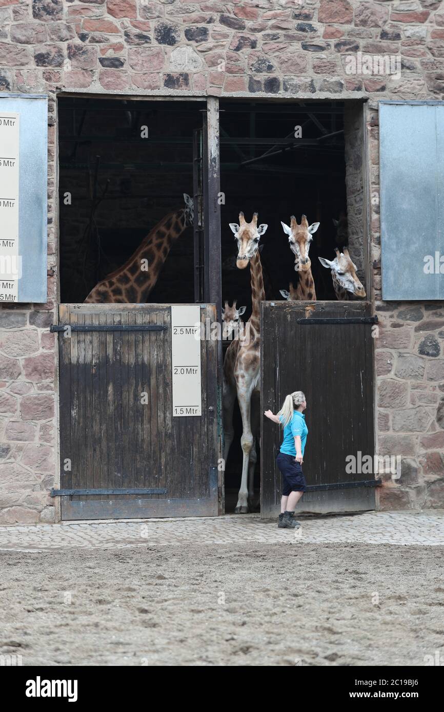 Hannah Owens, giraffe keeper, opens the doors to release the giraffes ...