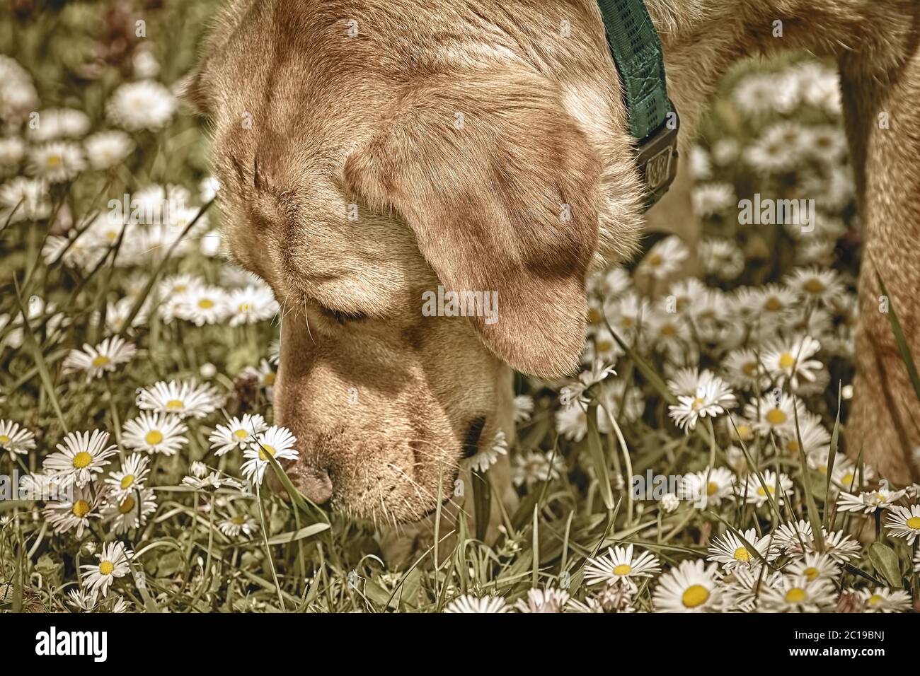 Animal smelling sniffing flowers hi-res stock photography and images ...