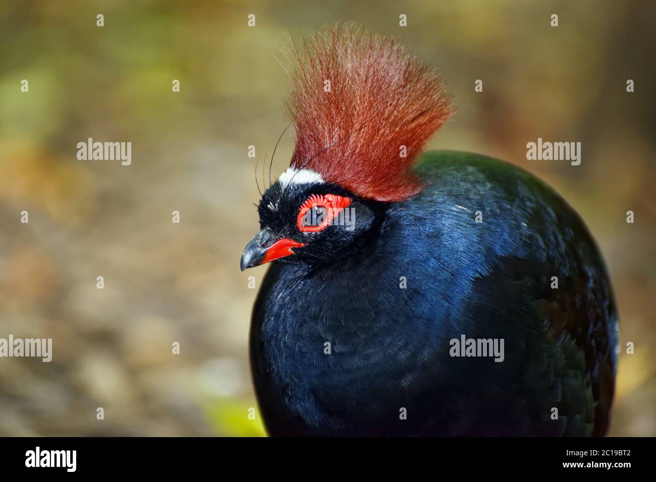 Crested partridge (male) - Rollulus rouloul Stock Photo - Alamy