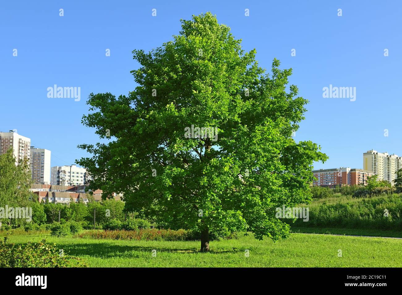 Russian landscape green oak forest hi-res stock photography and images ...