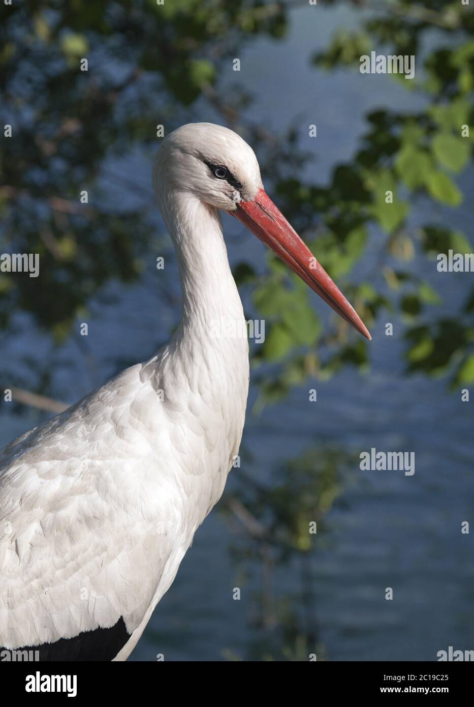 Vertical closeup side profile hi-res stock photography and images - Alamy