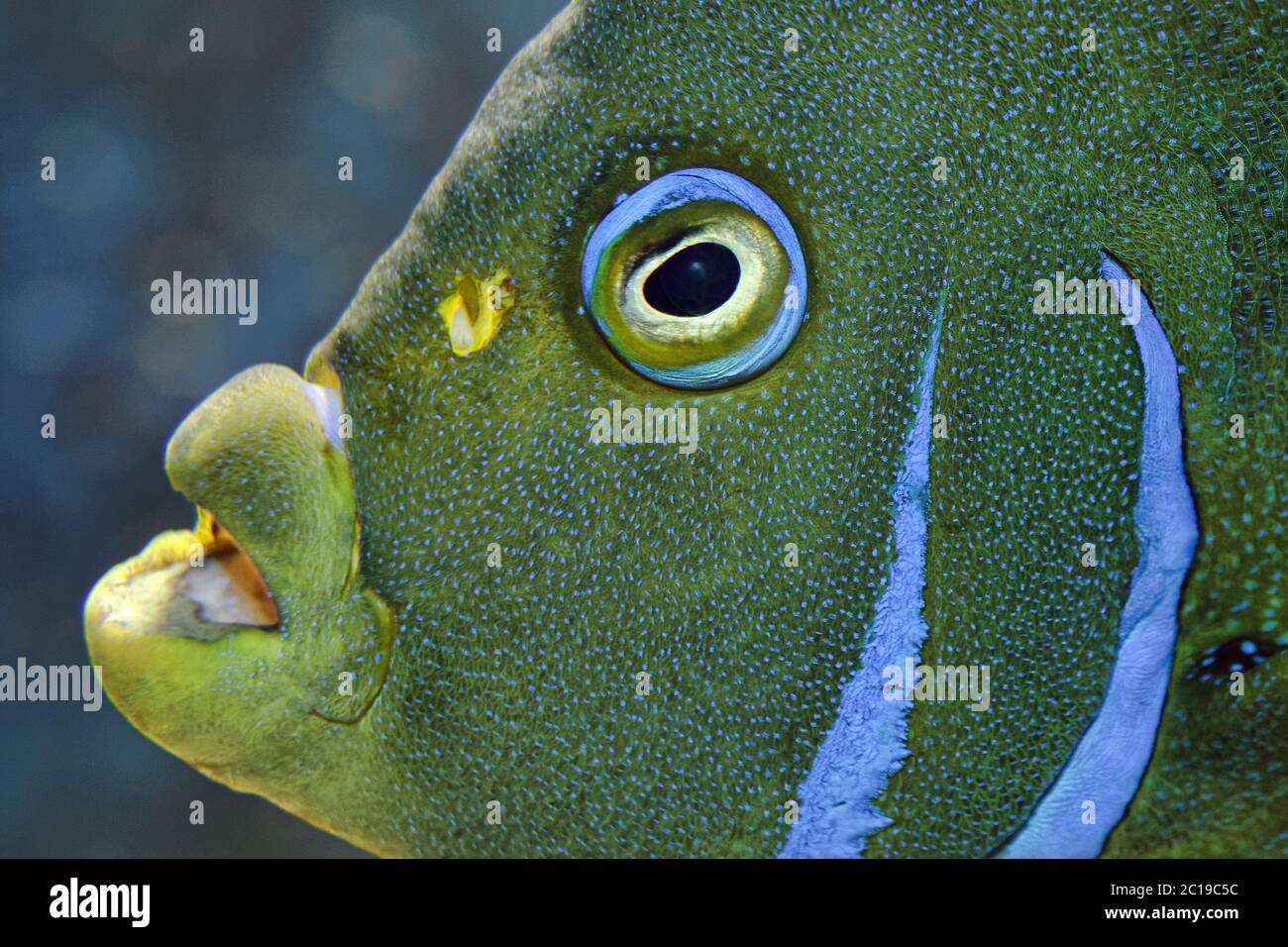 Rodrigues island fish hi-res stock photography and images - Alamy