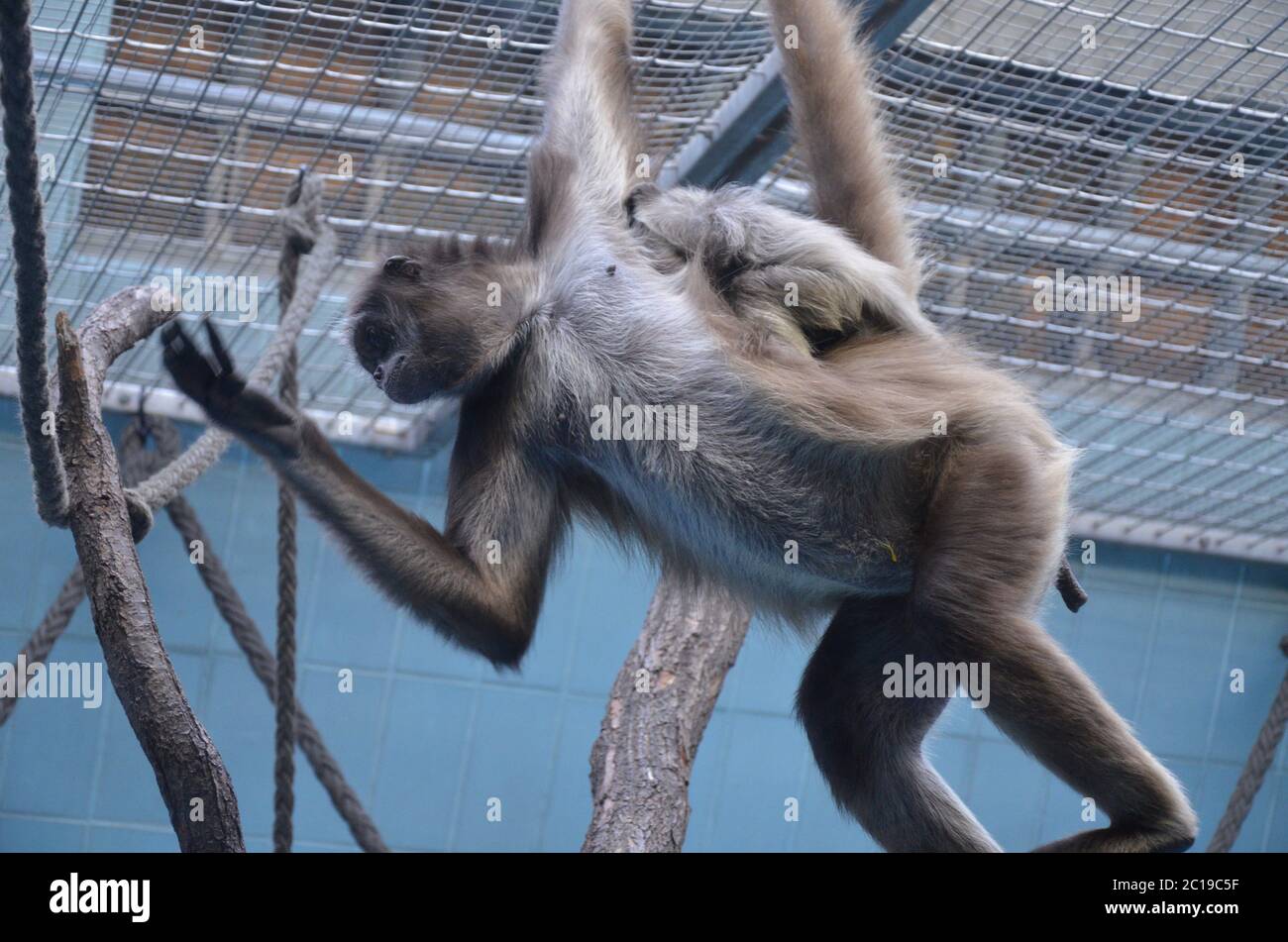 Female Howler Monkey, zoo of Frankfurt Stock Photo - Alamy