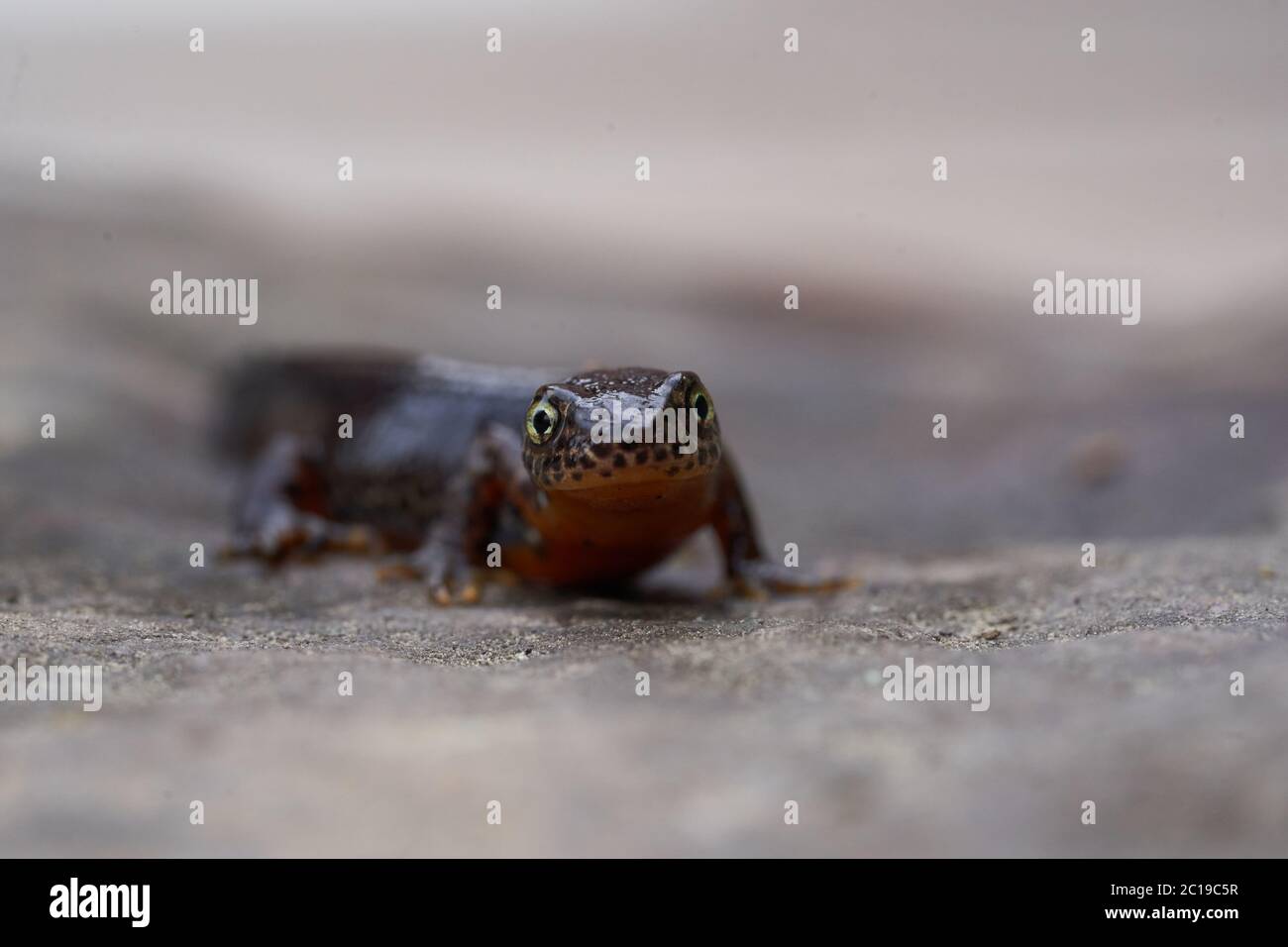 Alpine newt Ichthyosaura alpestris Amphibian Orange Belly Stock Photo ...