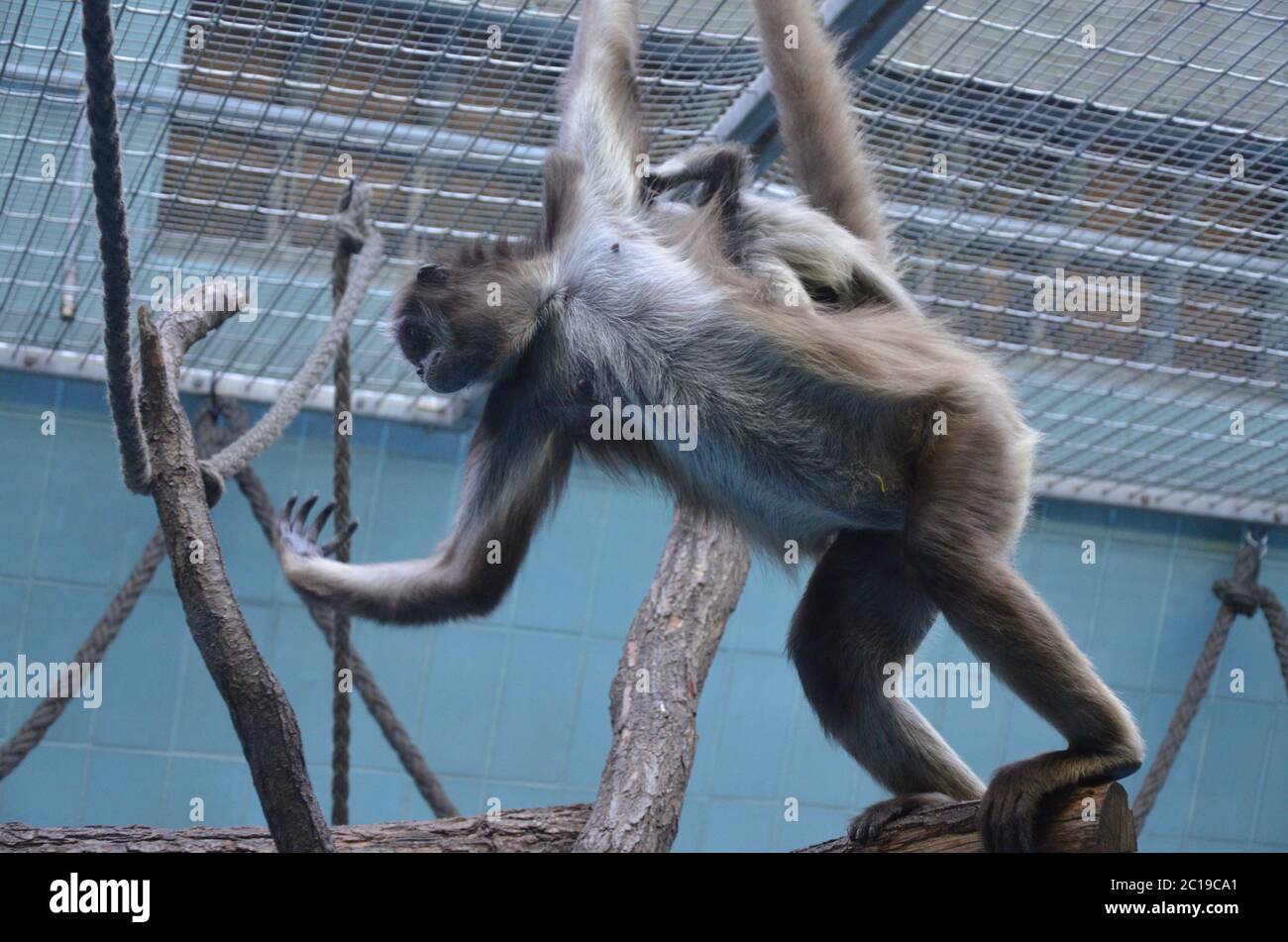 The black howler monkey alouatta is species of howler monkey hi-res ...