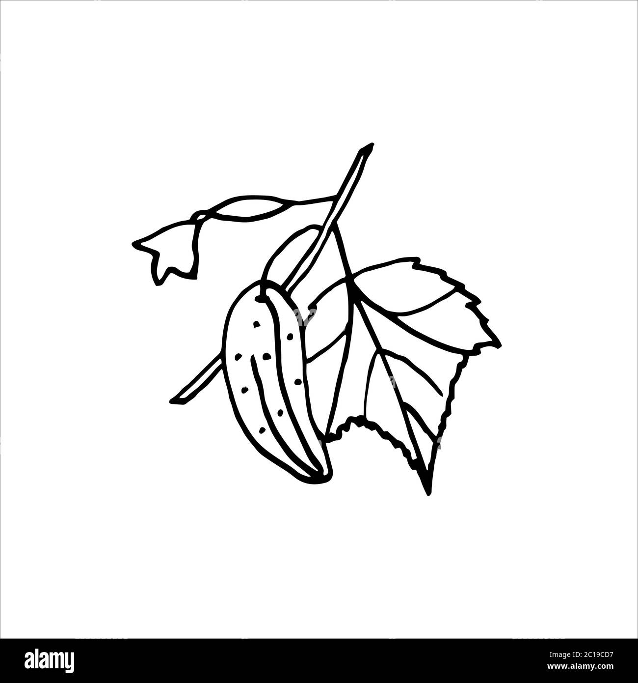 Isolated on white background picture of a cucumber on a branch, hand ...