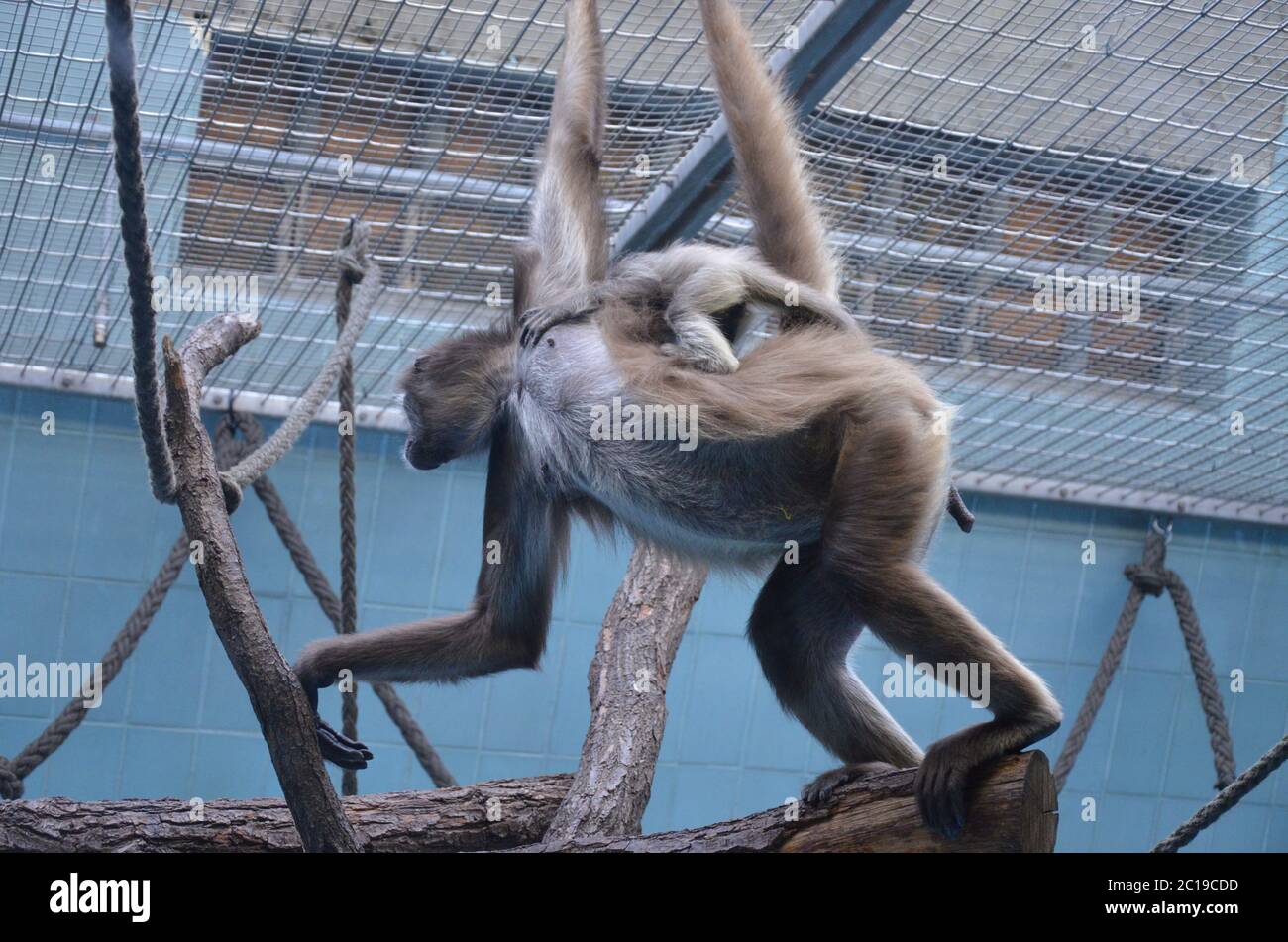 Monkey young alouatta seniculus hi-res stock photography and images - Alamy