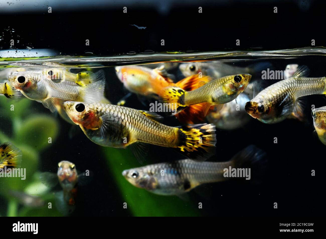 Guppy Multi Colored Fish Stock Photo - Alamy
