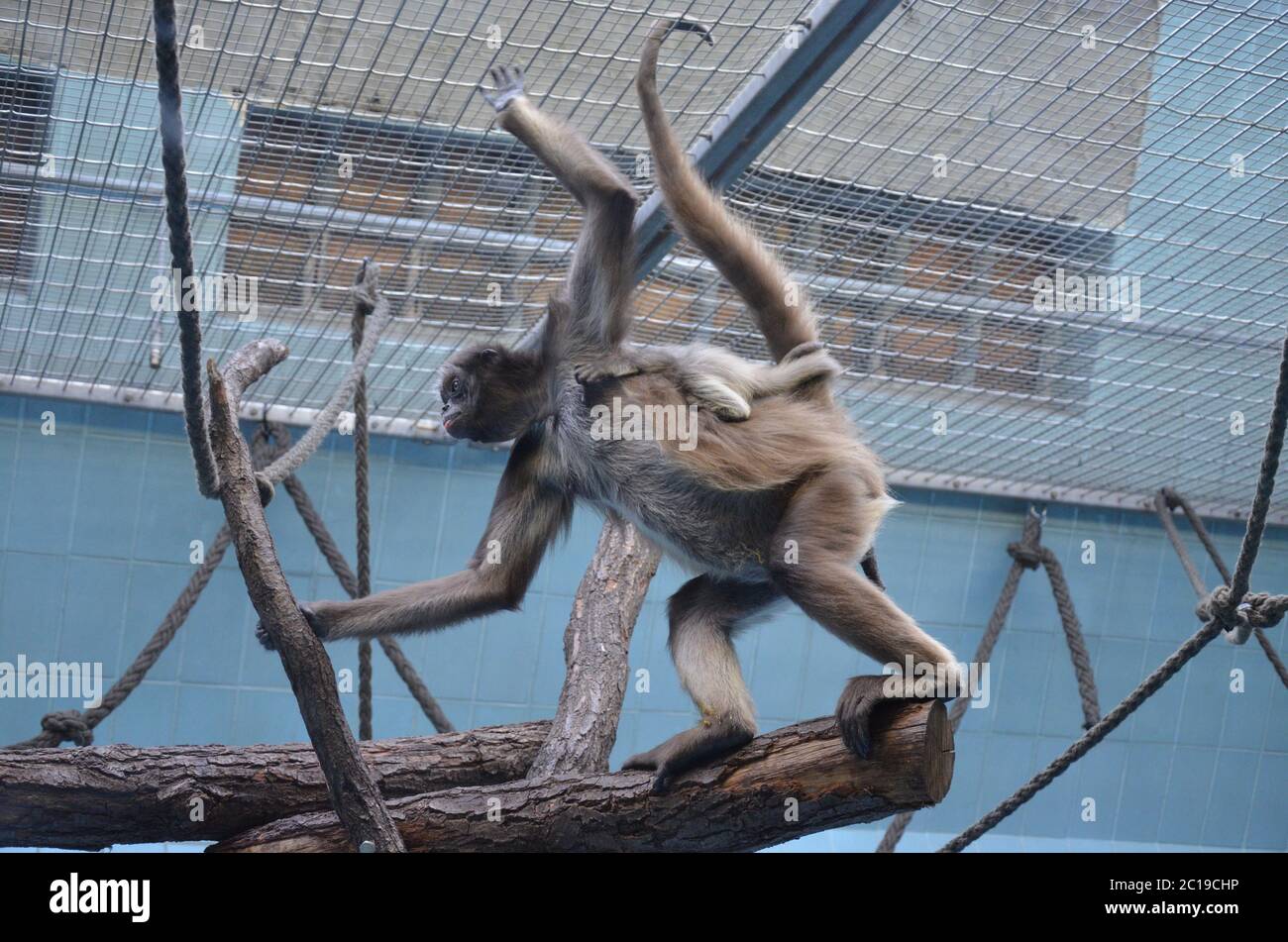Monkey young alouatta seniculus hi-res stock photography and images - Alamy