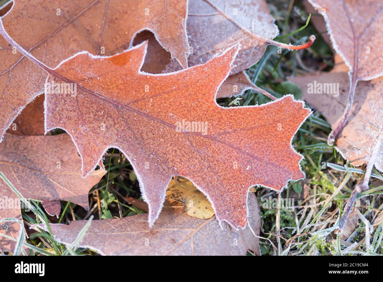 Dust leaves hi-res stock photography and images - Alamy