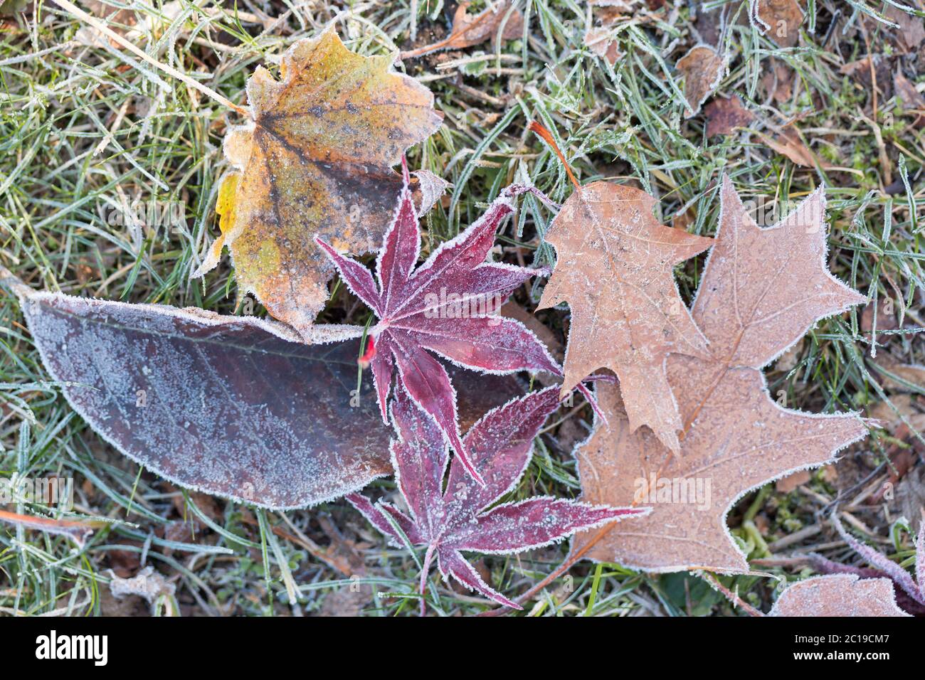 Frozen foliage hi-res stock photography and images - Alamy