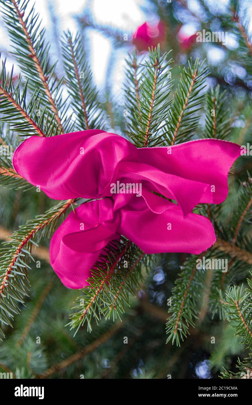 Tree with bow hi-res stock photography and images - Alamy
