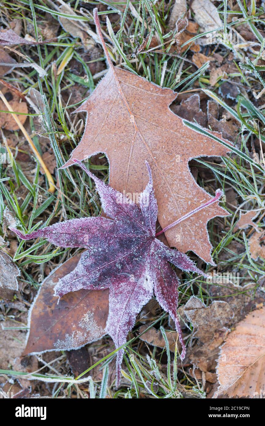Dust leaf hi-res stock photography and images - Alamy