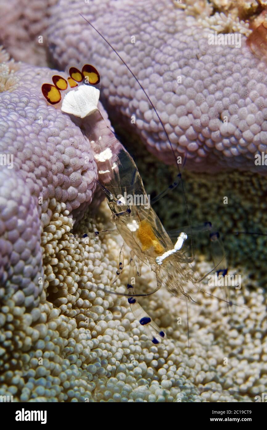 Magnificent shrimp (or Glass Anemone Shrimp) - Periclimenes ...