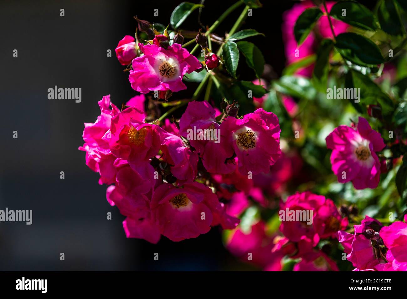 American Pillar, rambling rose. Stables roses Stock Photo - Alamy