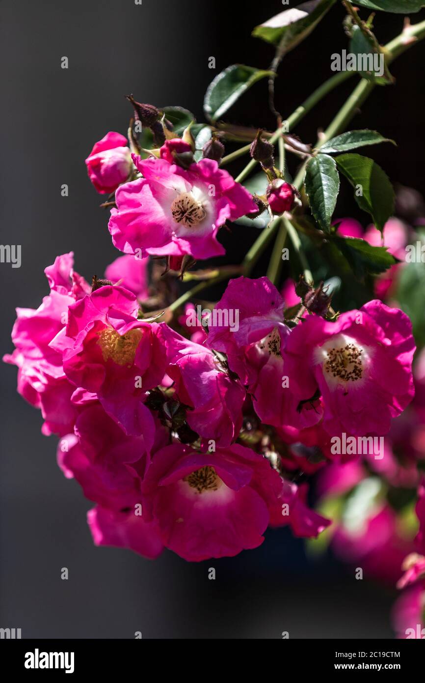 American pillar rose hi-res stock photography and images - Alamy