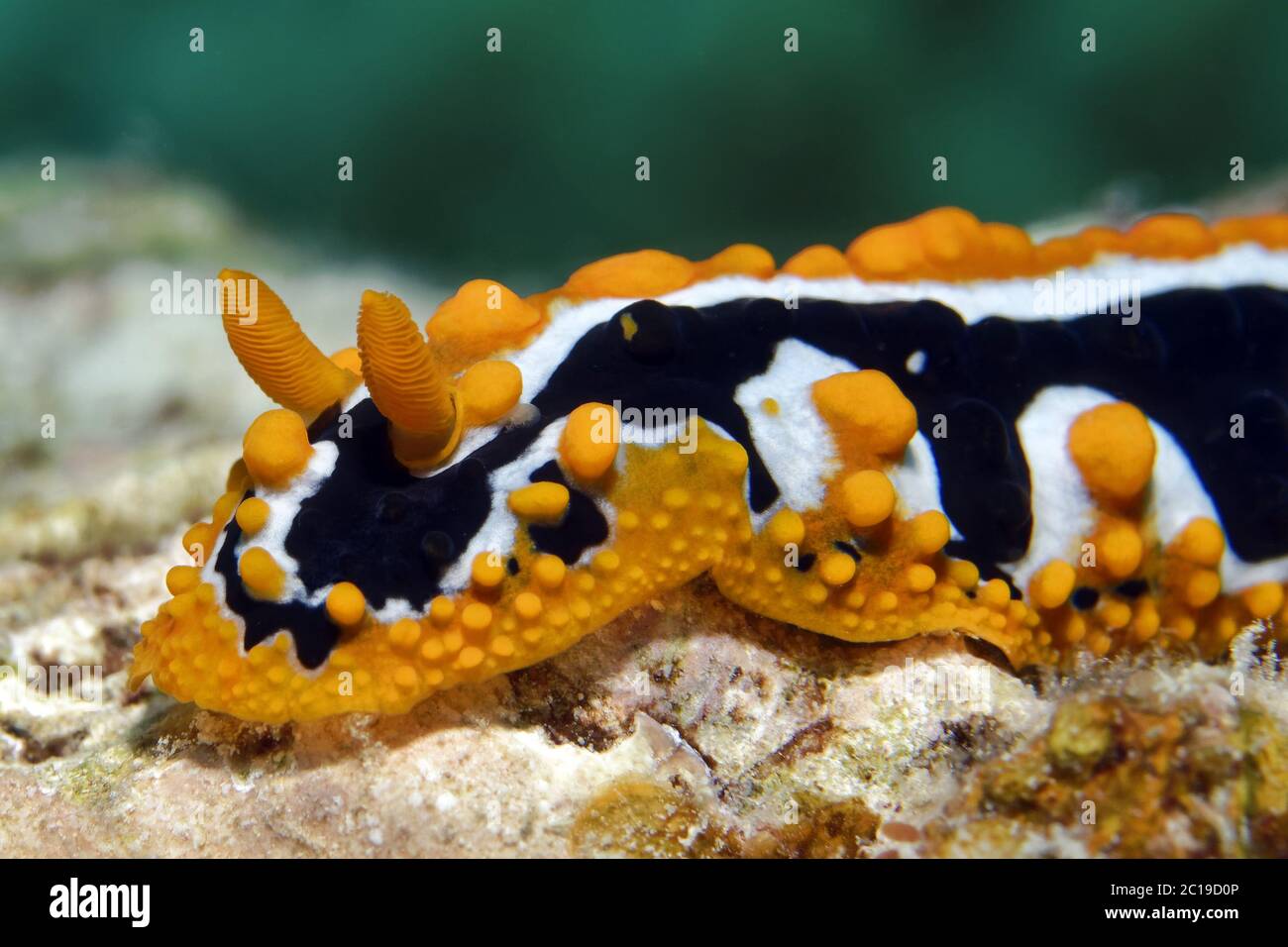 Phyllidia nudibranch hi-res stock photography and images - Alamy