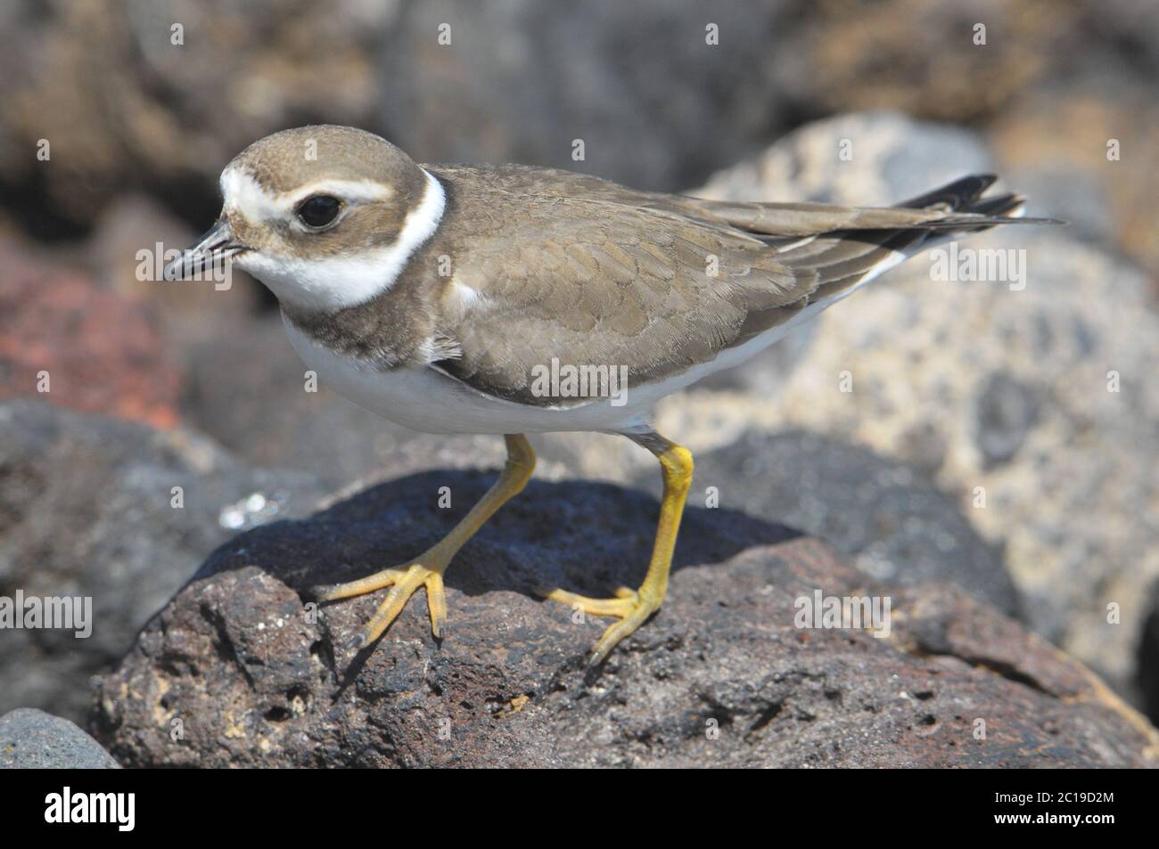 Adult Kentish Plover Water Bird Stock Photo - Alamy