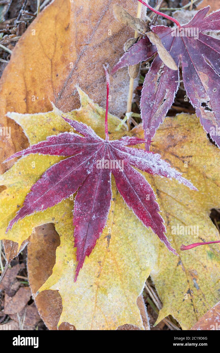 Diamond dust weather hi-res stock photography and images - Alamy
