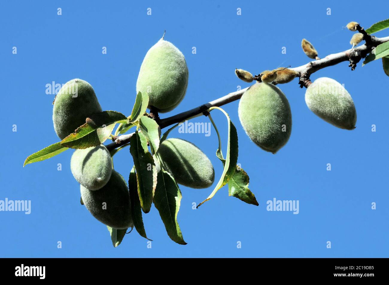 Prune juice hi-res stock photography and images - Alamy