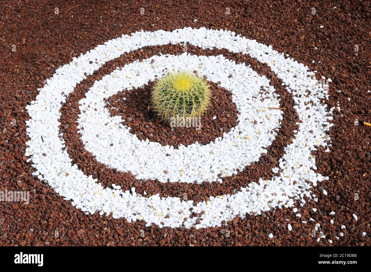 Round Succulent Plant Stock Photo - Alamy