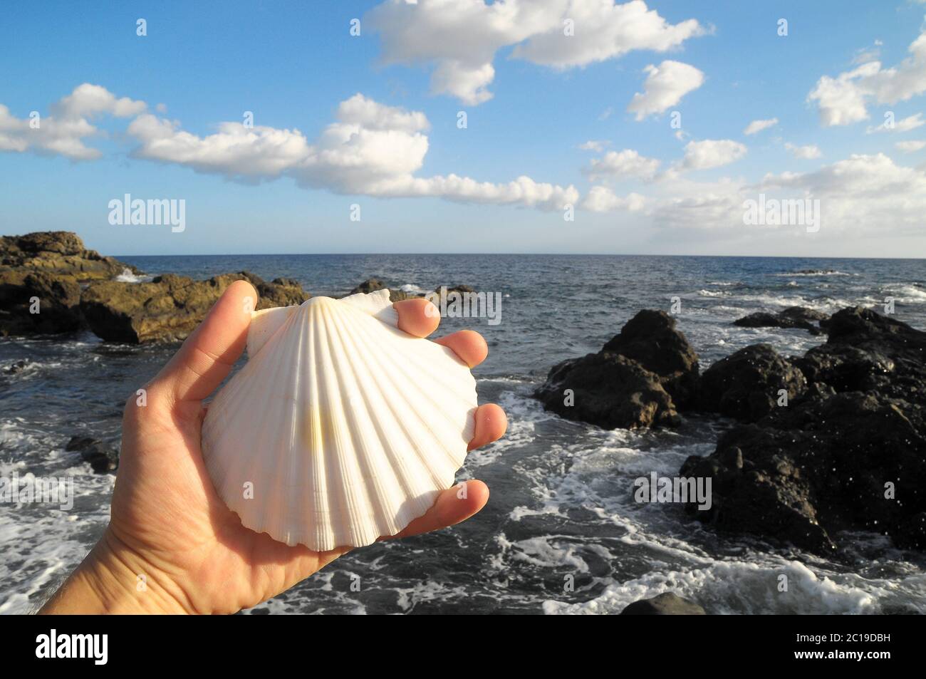 Limestone Sea Shell Stock Photo - Alamy