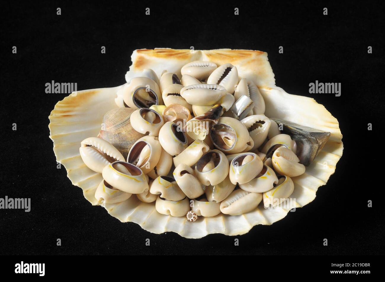 Clam shell inside hi-res stock photography and images - Alamy