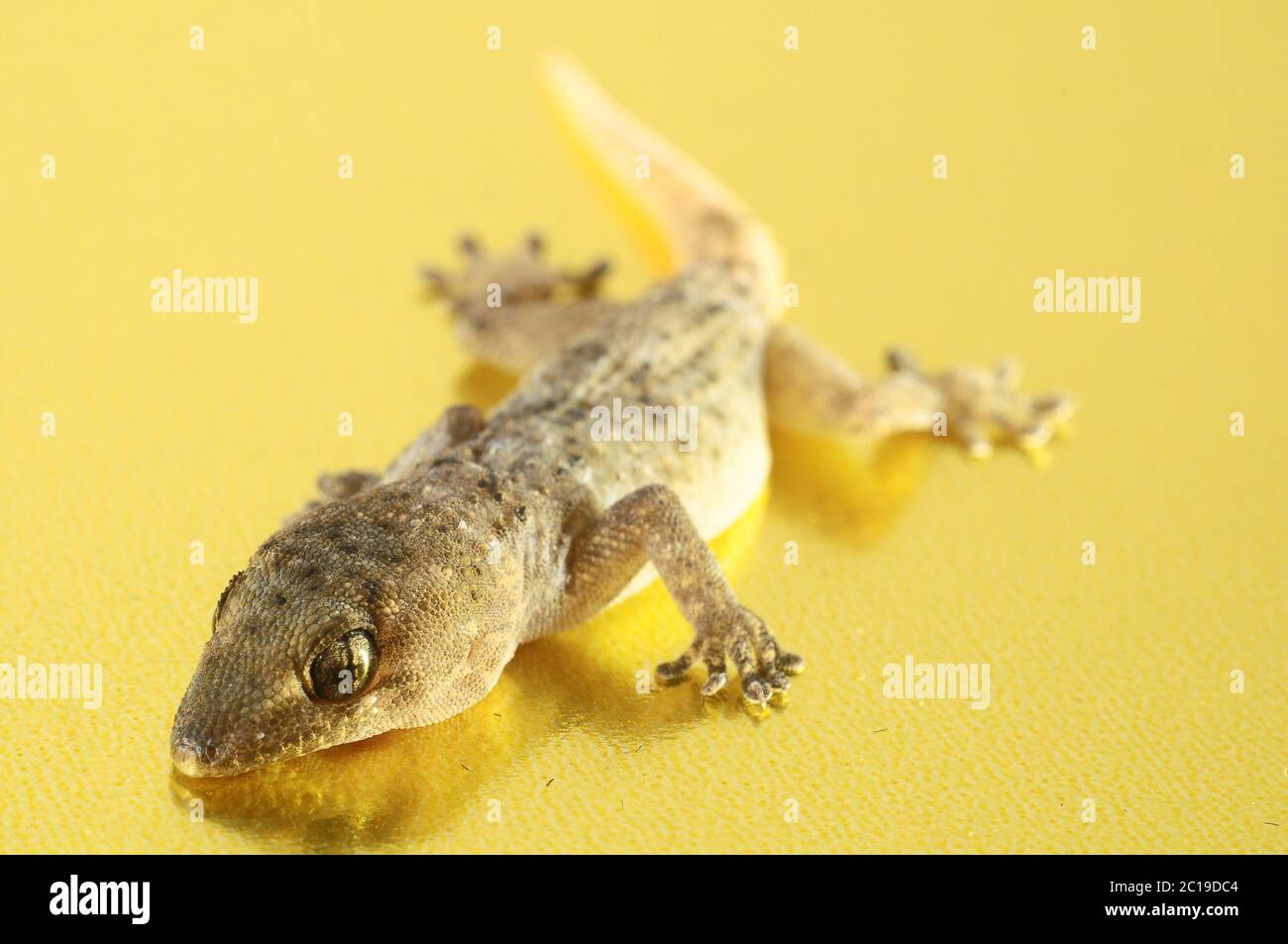 Gray Gecko Lizard Stock Photo - Alamy