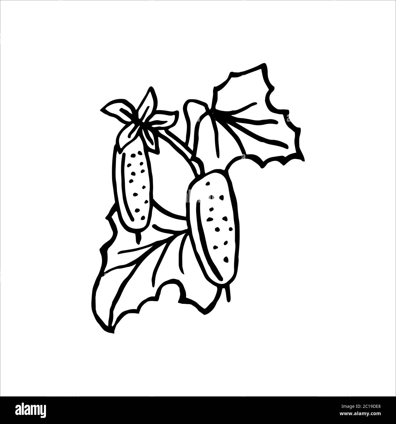 Isolated on white background picture of a cucumber on a branch, hand ...